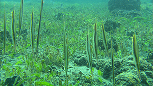 vl-Inter-Reef - Biopixel