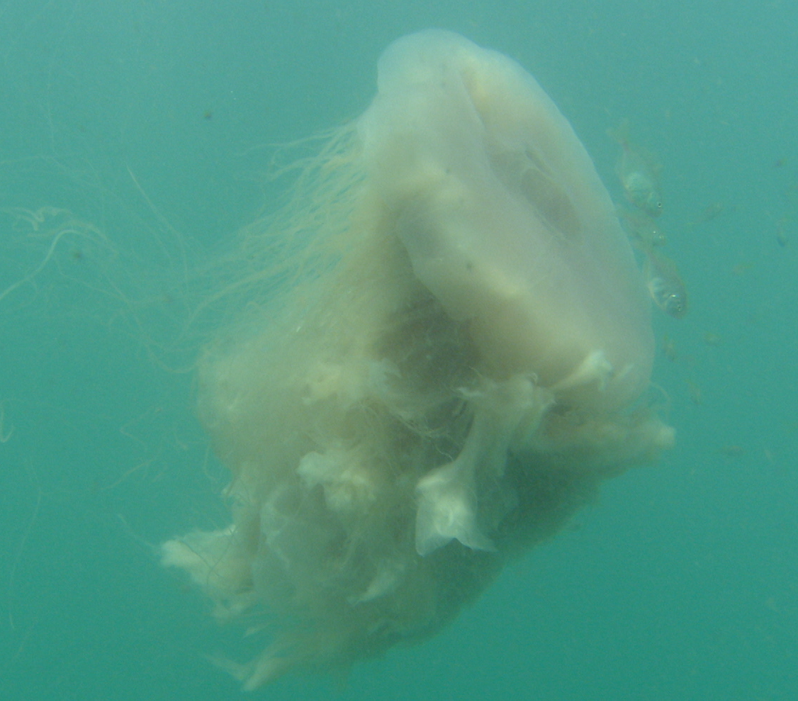 Lions Mane - Biopixel