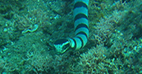 vl-banded-sea-krait - Biopixel