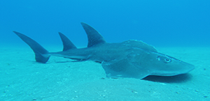 vl-sharkray - Biopixel