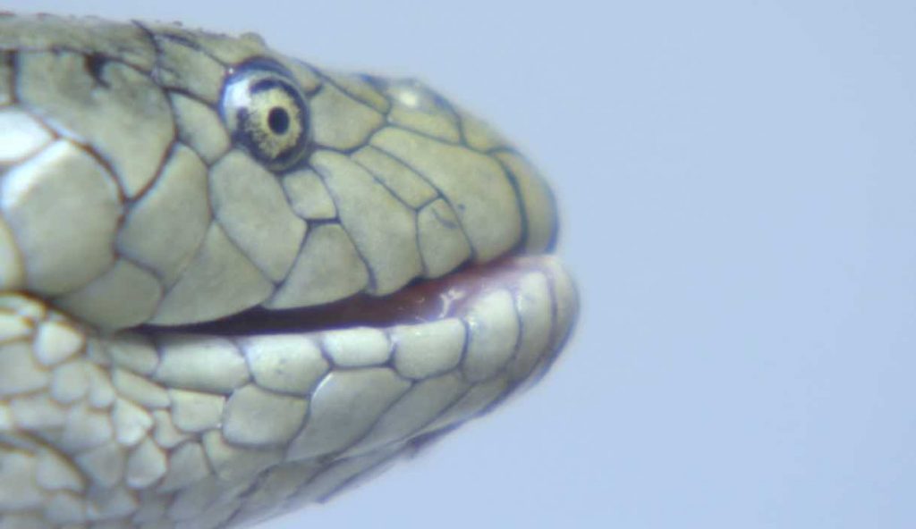 Sea snake research - Biopixel