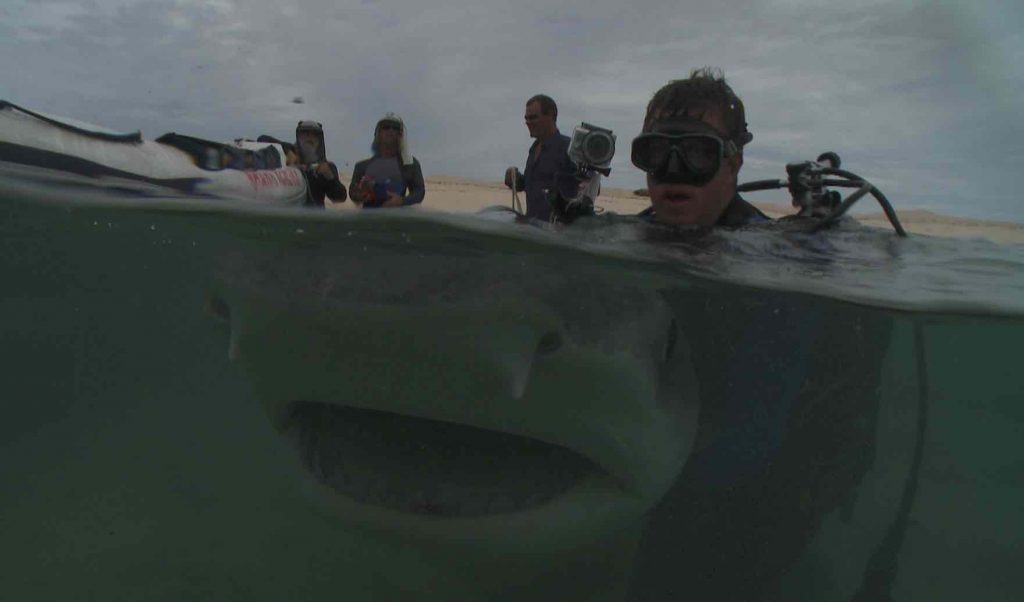 Shark Research - Biopixel