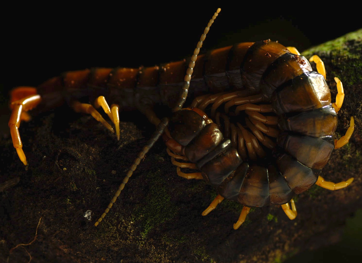 Centipede - Biopixel